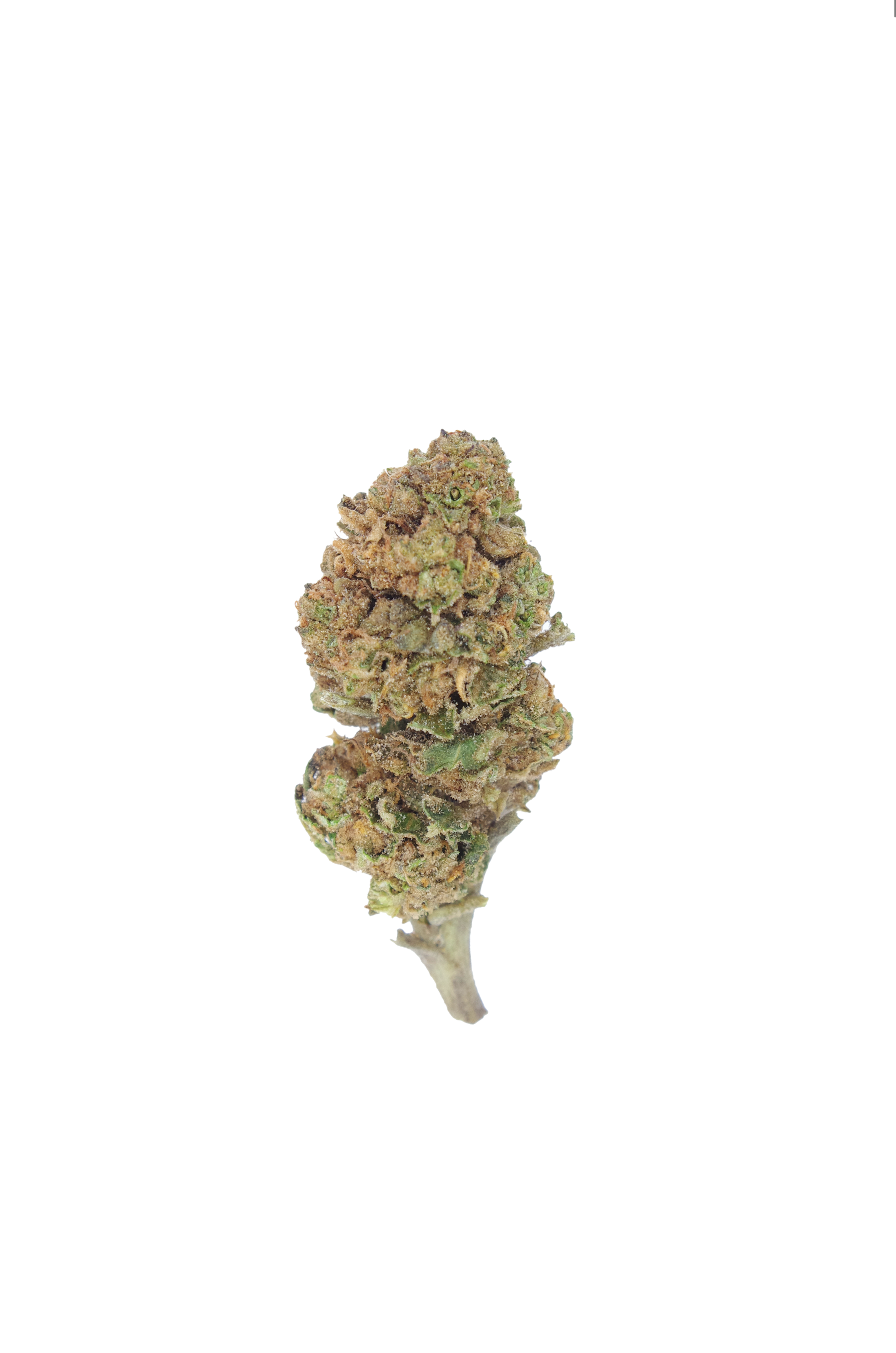 Buy Amnesia Haze Online | Cannabis Dispensary