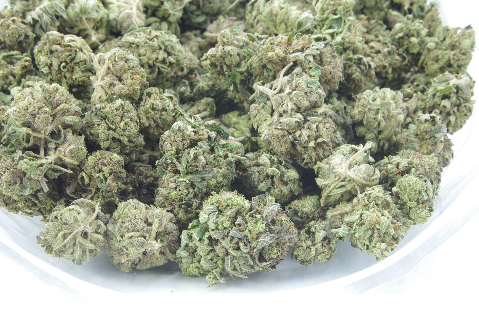 Buy King's Kush (Oz Special) | Cannabis Dispensary