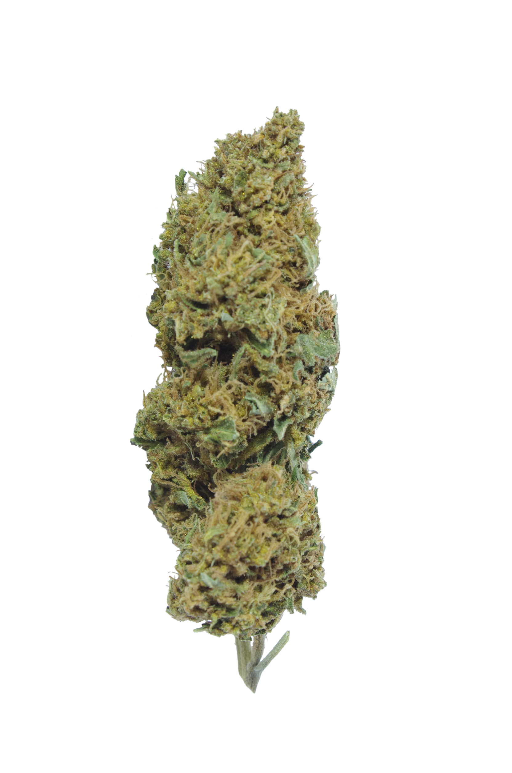 Buy Northern Haze (Oz special) | Canada Bliss Herbals