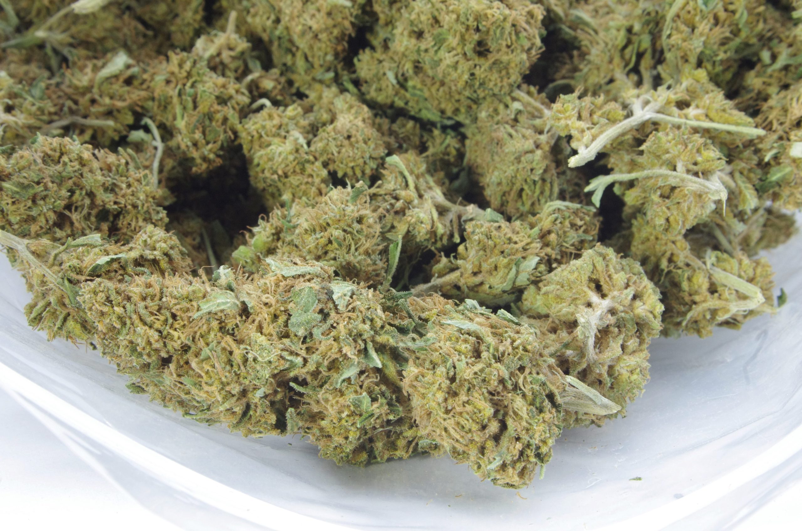 Buy Northern Haze (Oz special) | Canada Bliss Herbals