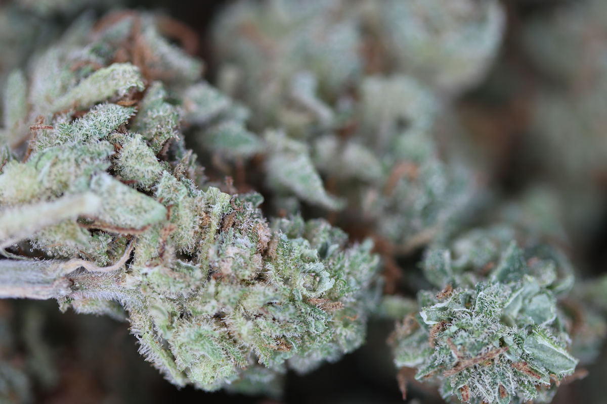 Buy Lemon Haze (1/2lb) | Cannabis Dispensary
