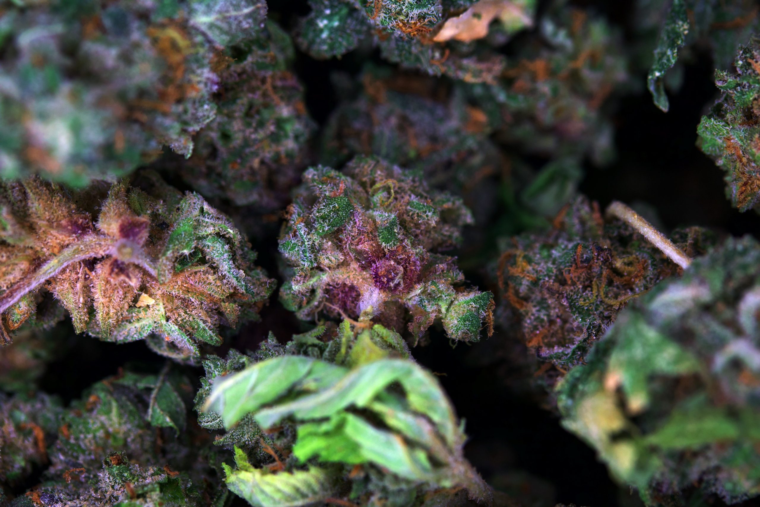 Buy Space Cookies Smalls | Cannabis Dispensary