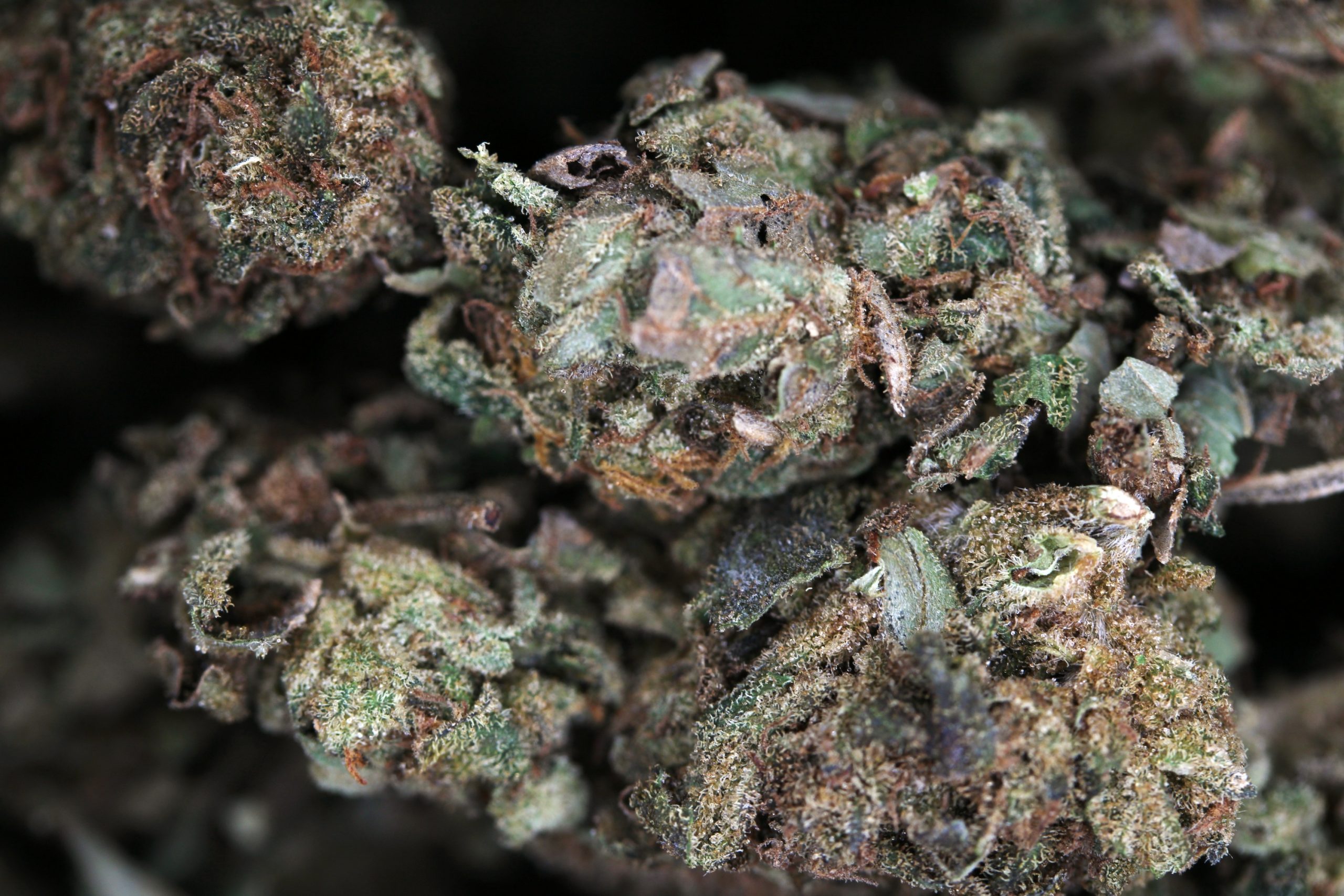 Buy Great White Shark OG (1/2lb) | Happy Clouds