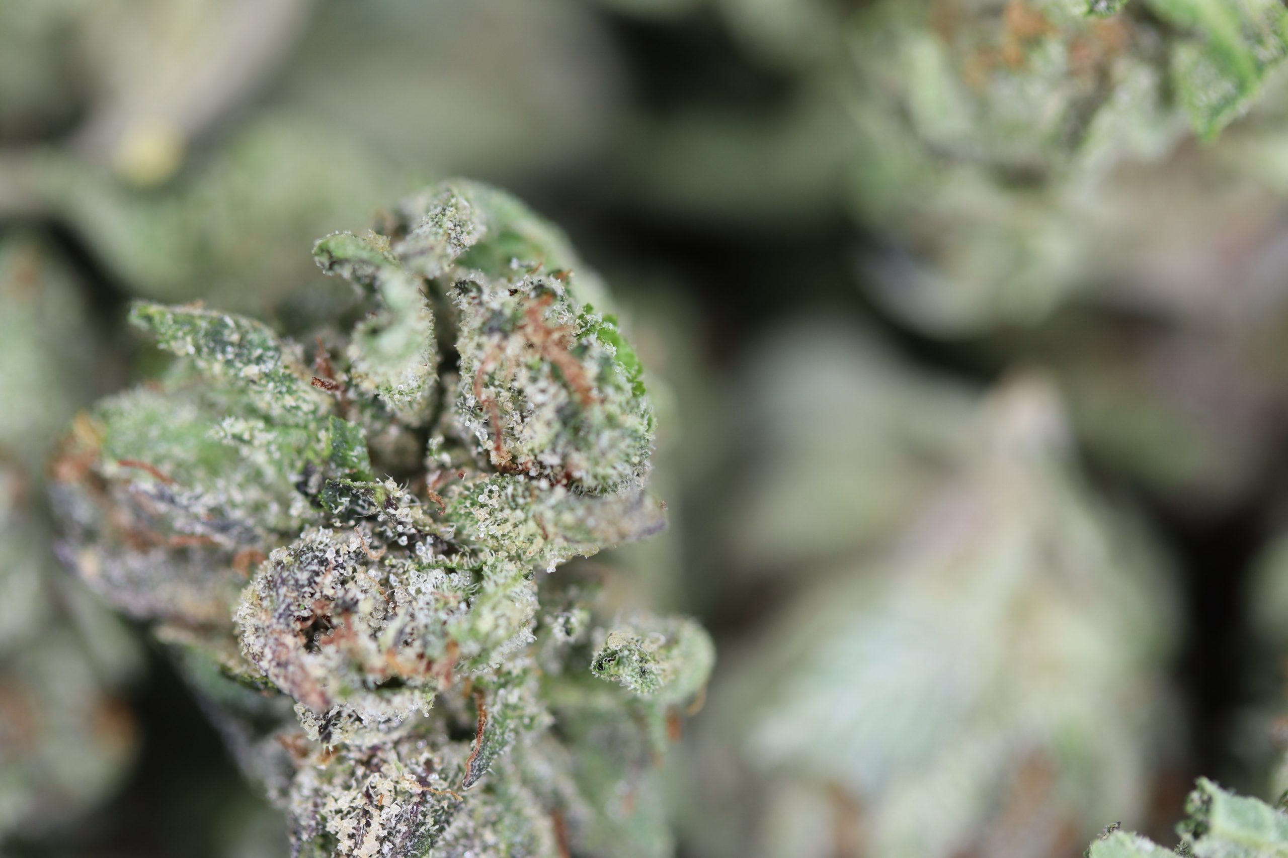 Buy MKU Smalls Online | Cannabis Dispensary