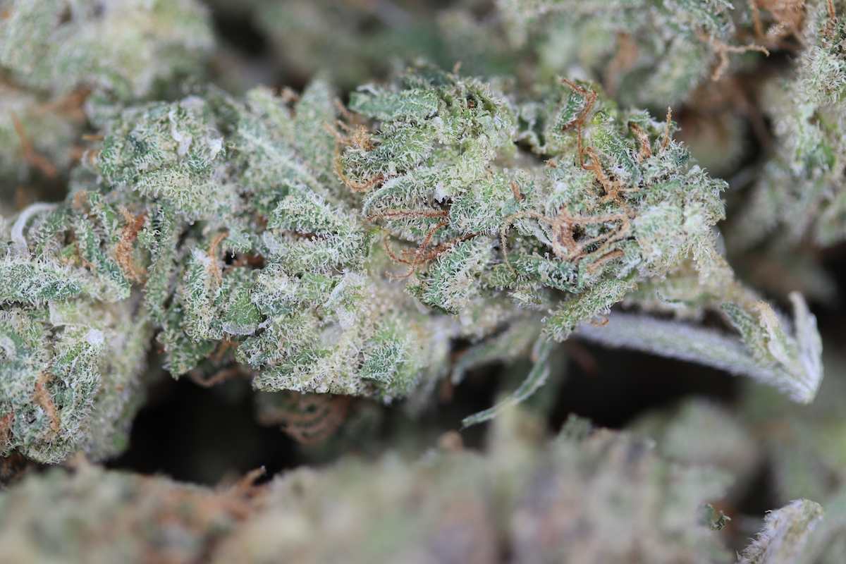 Buy Amnesia Online | Cannabis Dispensary