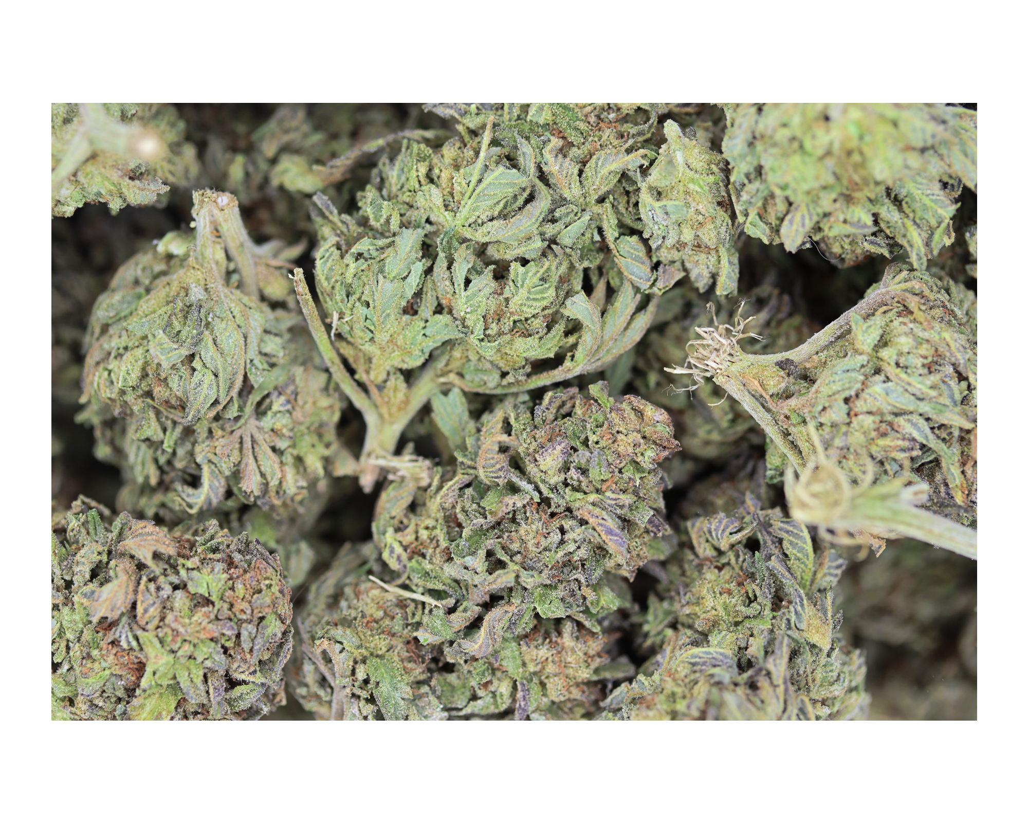 Buy Alien Cookies (1/2lb) Online | Cannabis Dispensary