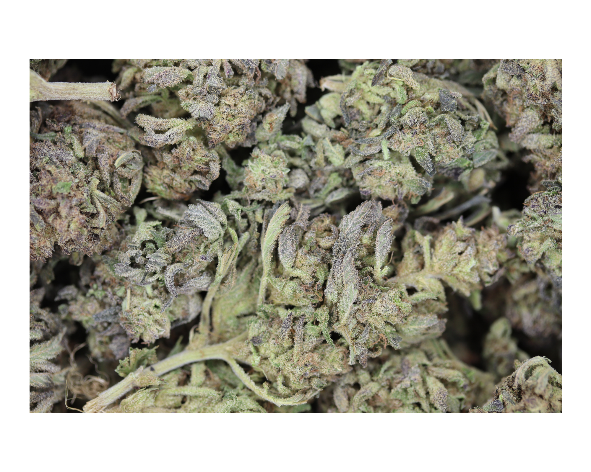 Buy OG Cheese (1/2lb) Online | Cannabis Dispensary