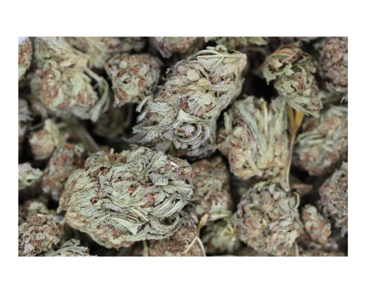 Buy Orange Poison (1/2lb) Online | Cannabis Dispensary