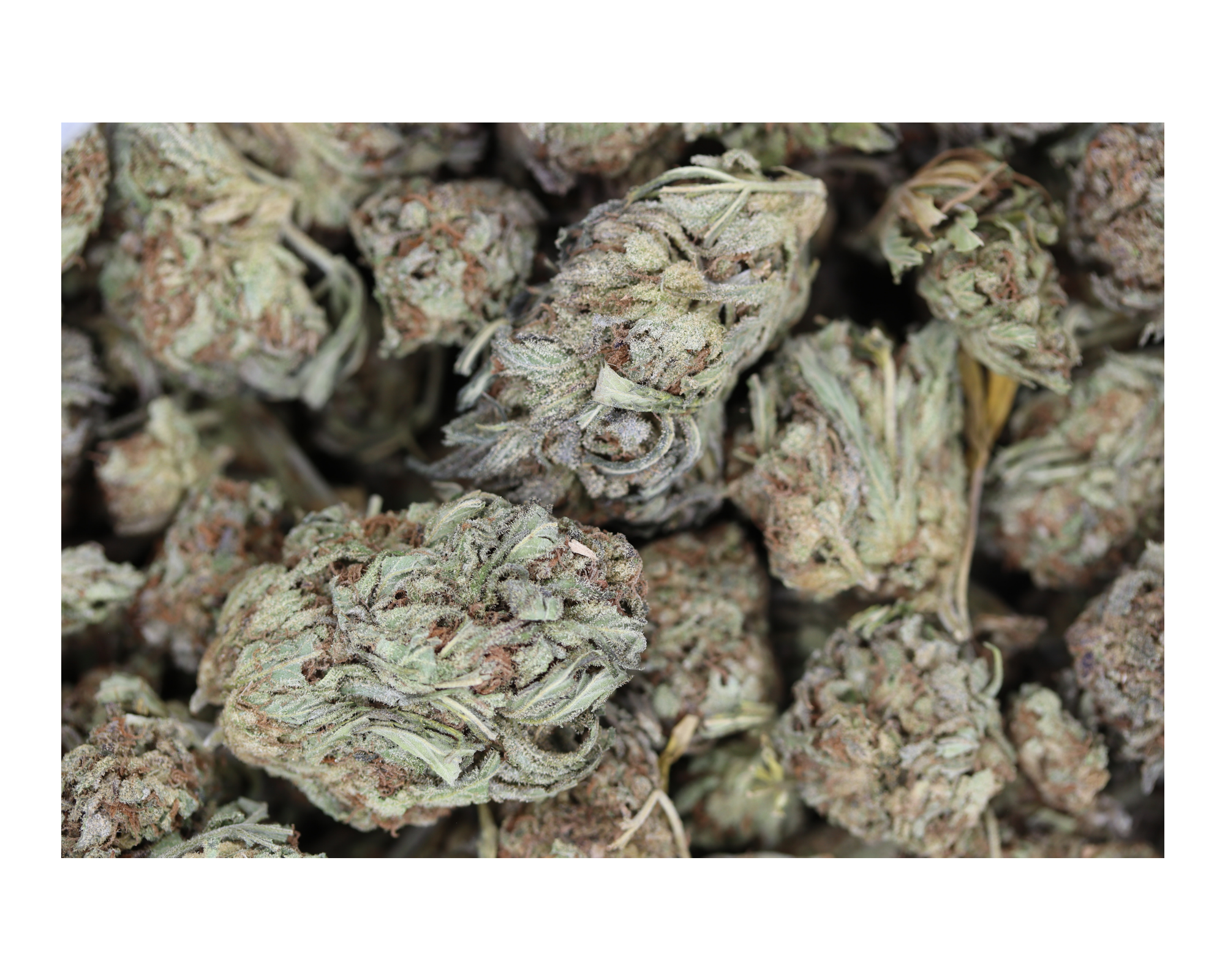 Buy Orange Poison (1/2lb) Online | Cannabis Dispensary